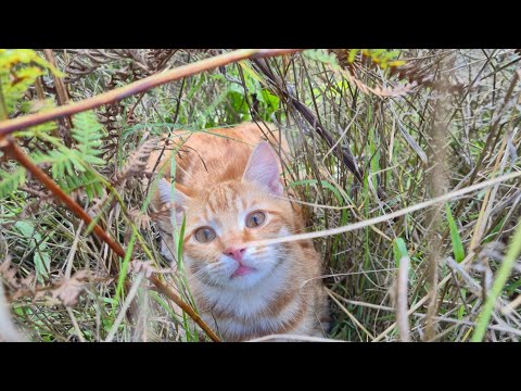 Kirli pasaklı bir kediyim ben .. Söz altan sap