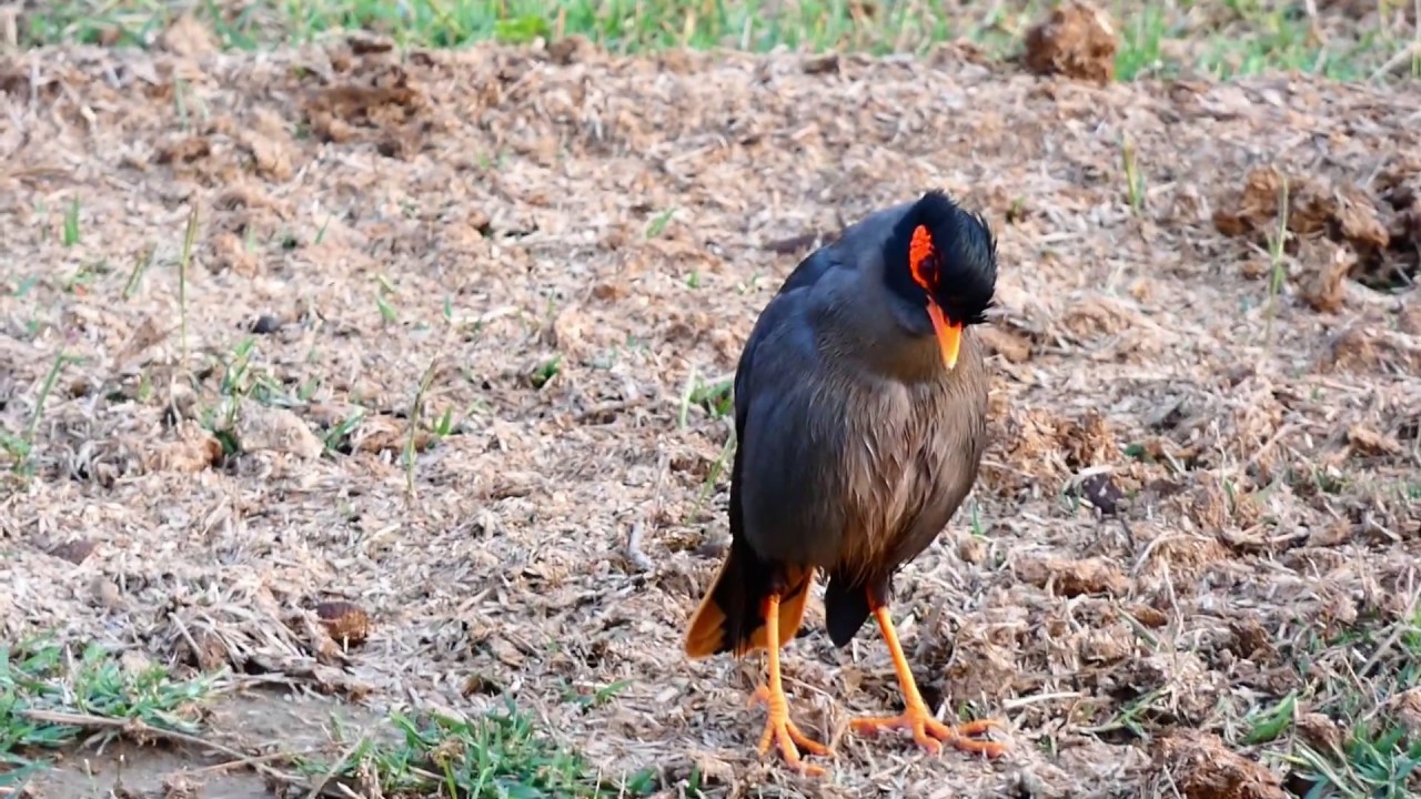 Bank Myna - The Beauty of Birds ! Bank Mynah ! Bank myna (Acridotheres ...