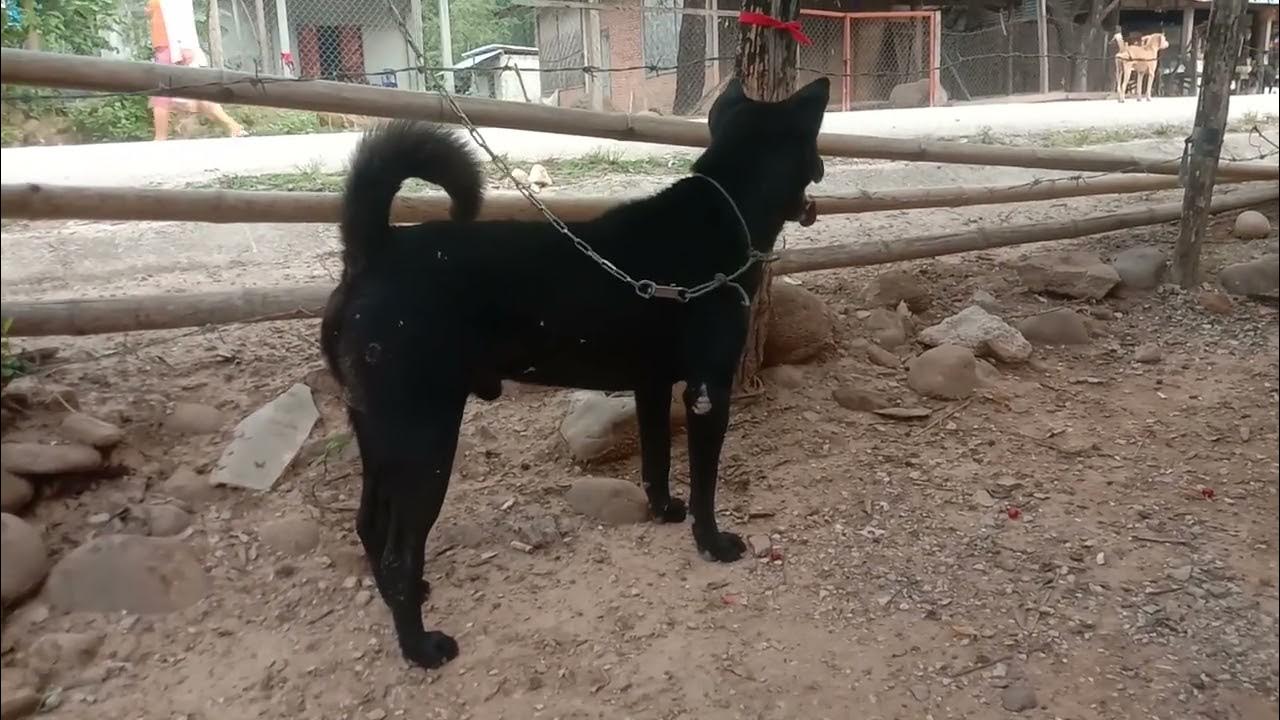 coj nej los saib kuv 2 tus aub caum npua . kauv.sai. nawb cov py - YouTube