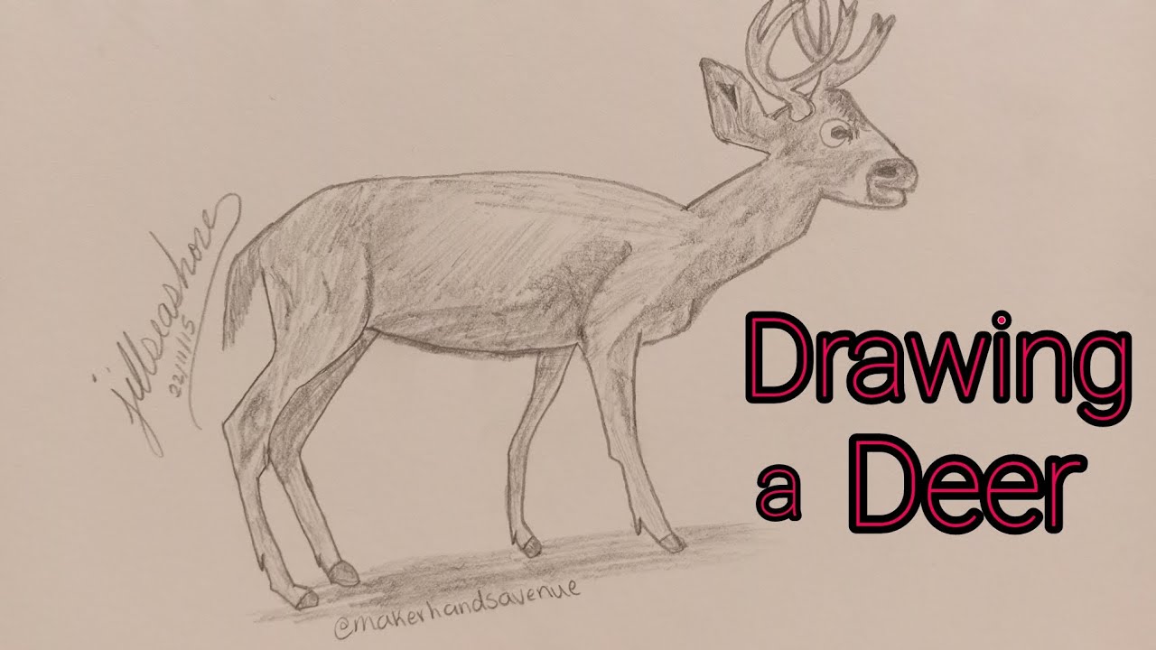 Drawing a Deer 🦌 - YouTube