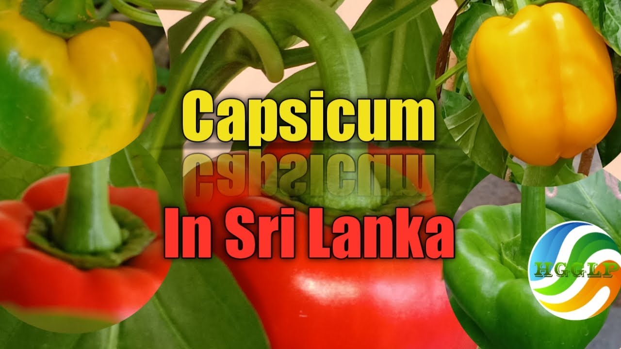 Capsicum In Sri Lanka | Capsicum Cultivate in Sri Lanka | Capsicum ...