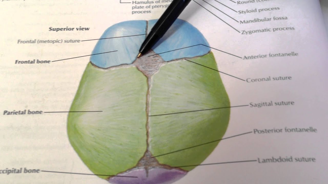 Section A - Question 22 - Skull of the Newborn - YouTube