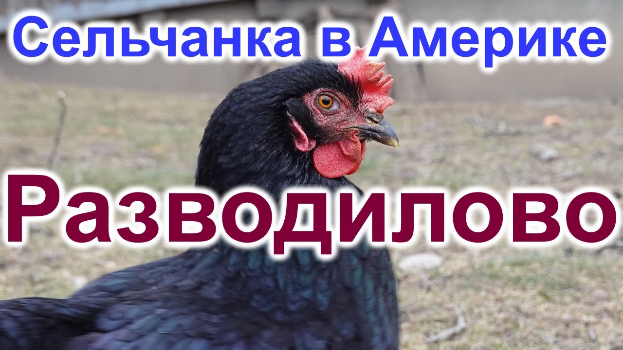 Сельчанка в Америке Разводилово Youtube