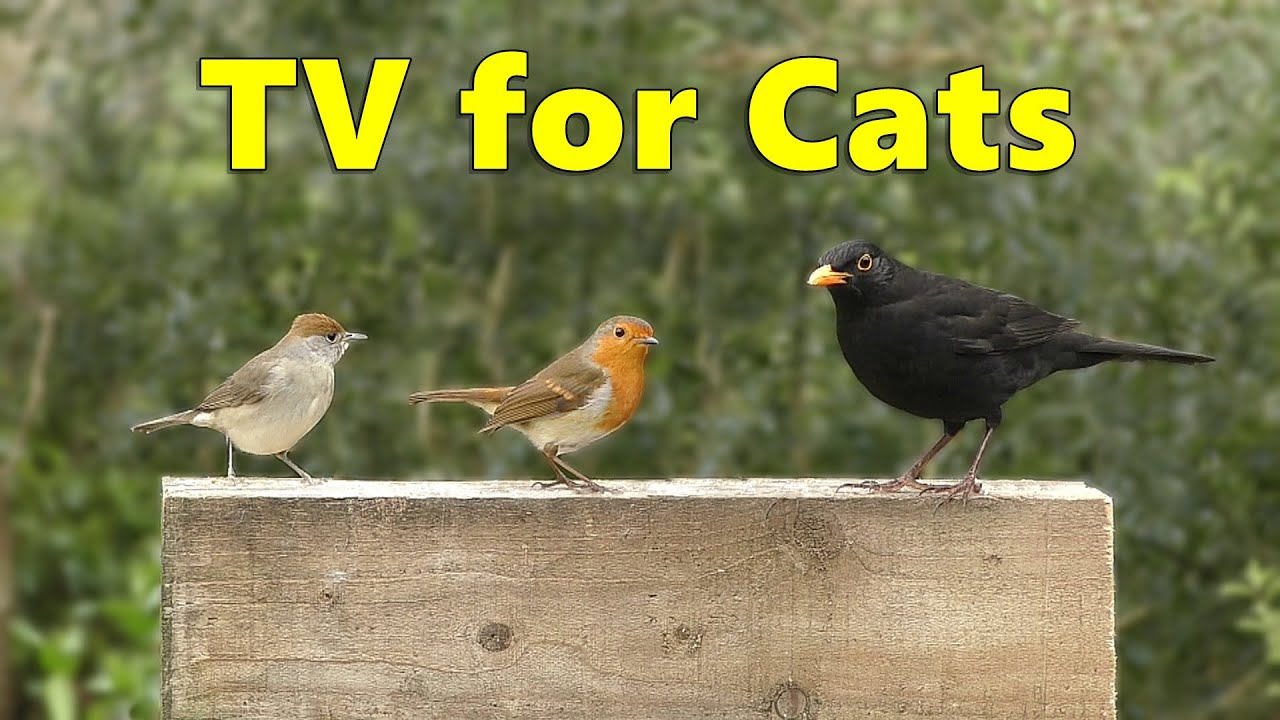 Cat TV Videos ~ Birds on The Block for Cats to Watch ⭐ 8 HOURS ⭐ - YouTube