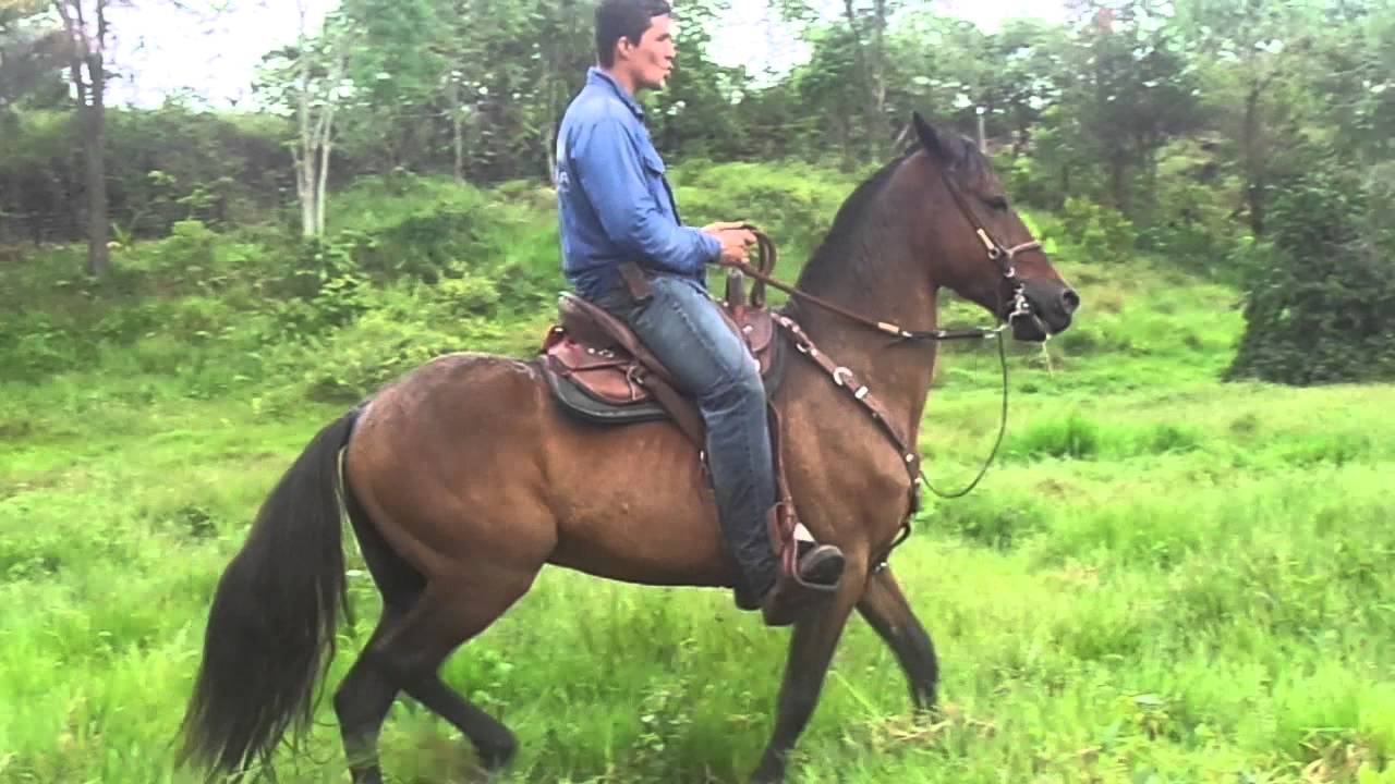 caballo capon paso fino capricho en cimitarra - YouTube
