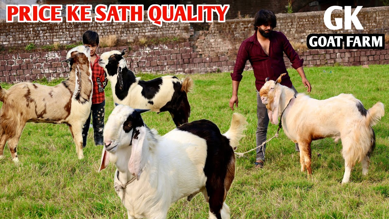 Price Ke Sath Main Quality Goat kids Kota Malwa At GK Goat Farm - YouTube