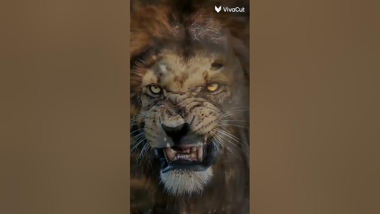 سكوت سكوت سكوت سكوت 🤫🤫🤫🤫🤫 Youtube