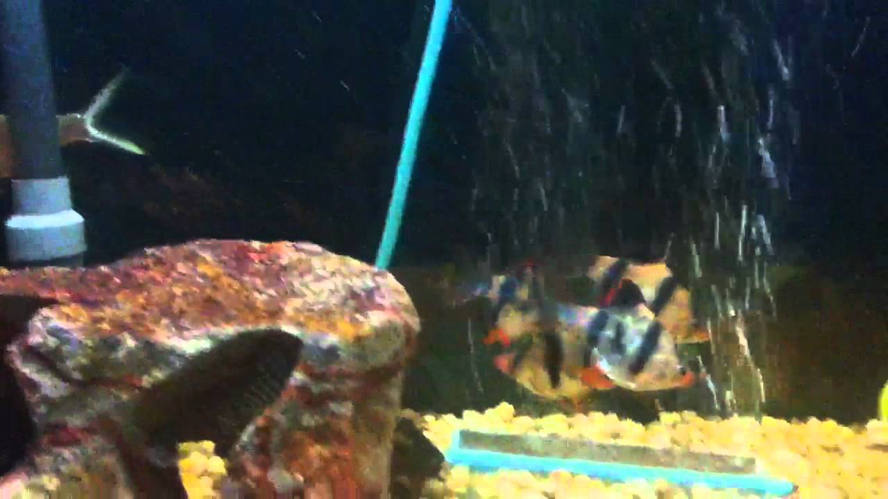 Freshwater semi-aggressive aquarium - YouTube