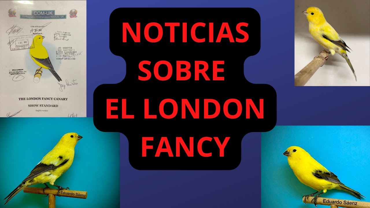 EL LONDON FANCY IMPORTANTES NOTICIAS - YouTube