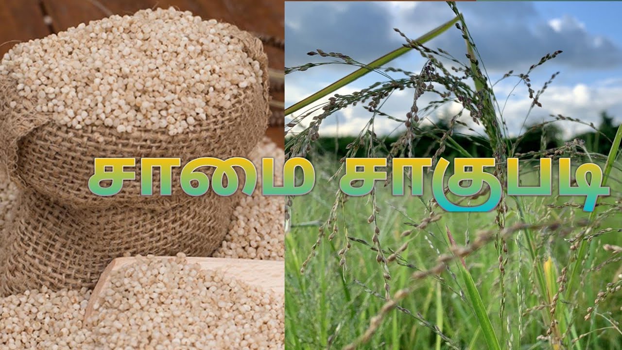 Little Millet Cultivation | சாமை சாகுபடி | சாமை அரிசி| சிறுதானியம் ...