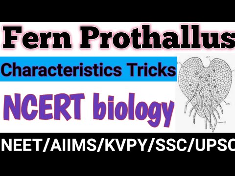 #FernProthallus|Characteristic of ferns prothallus|Trick to learn fern ...