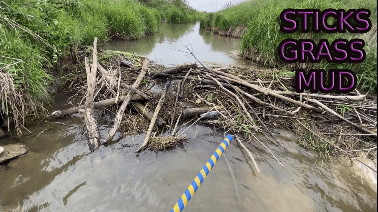 Beaver dam removal by hand. STICKS, MUD, GRASS. - YouTube