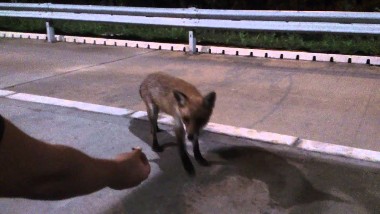 Gareth feeding a Fox at work - YouTube