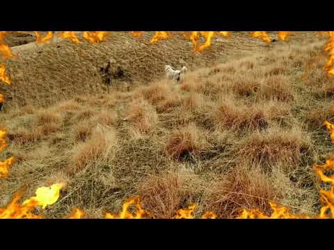 ŞEHİRE İNEN KURT DAHA YAVRU