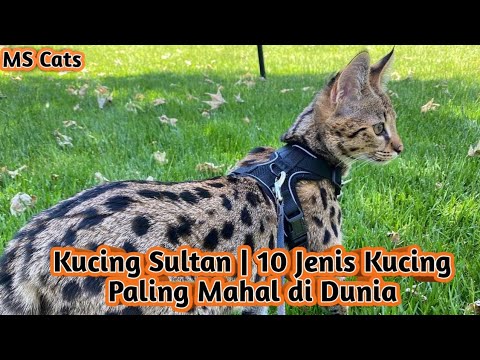 Kucing Sultan | 10 Jenis Kucing Paling Mahal di Dunia - YouTube