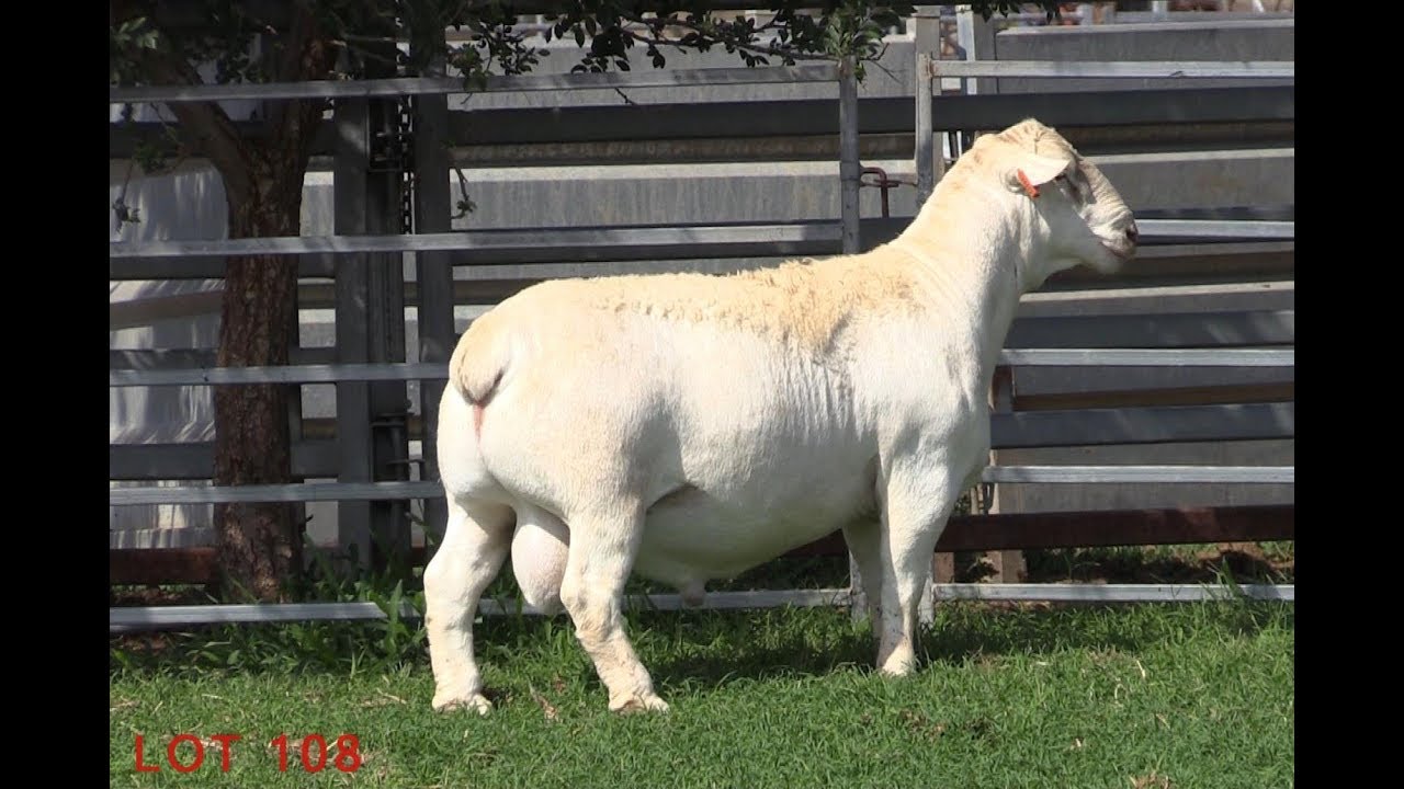 Lot 108 - Amarula Dorper Stud Ram 2020 - YouTube