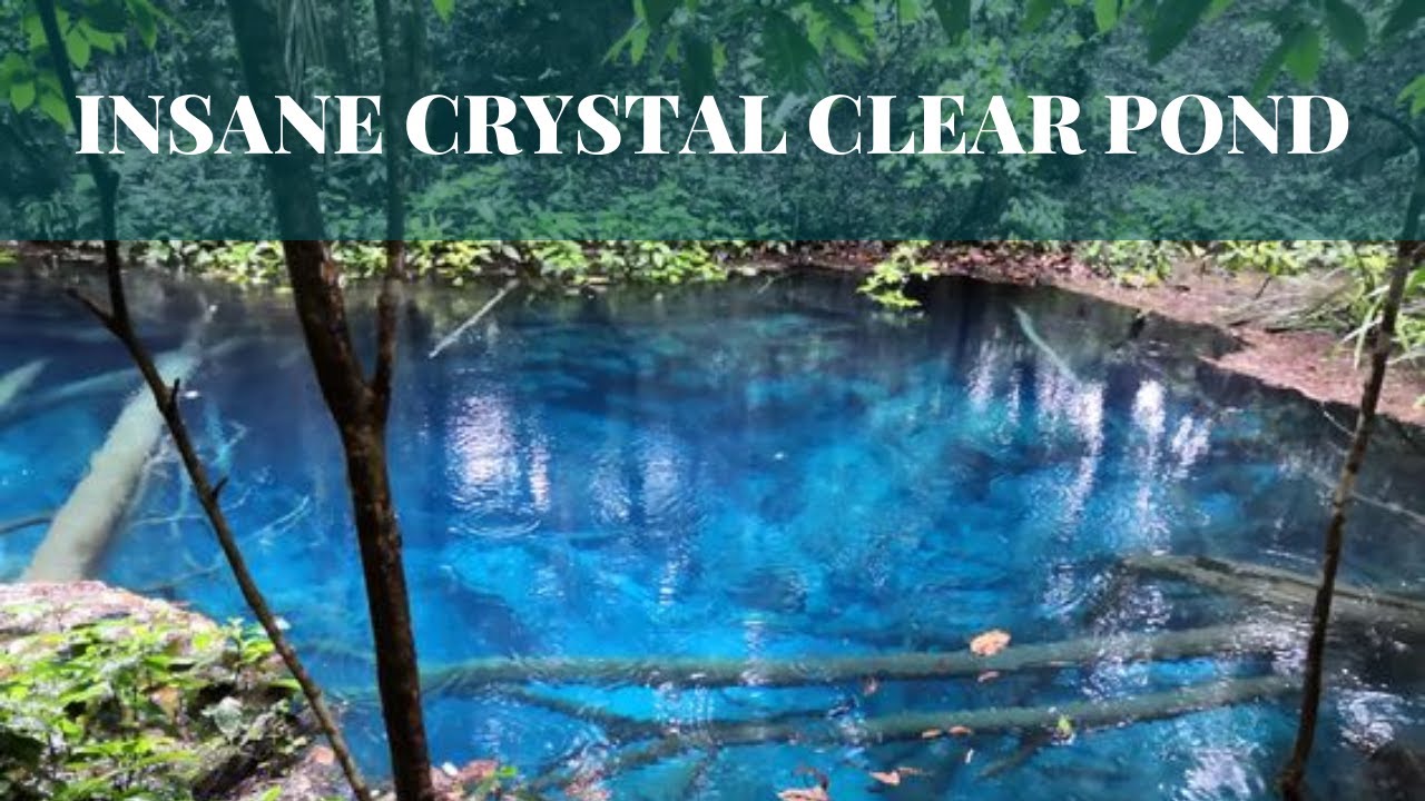 Insane Crystal Clear Pond - YouTube