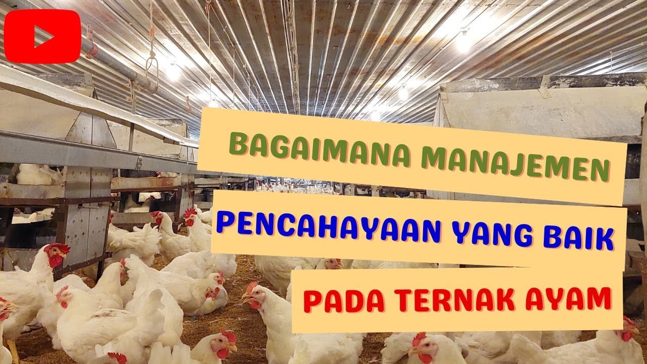 Bagaimana Manajemen Pencahayaan yang Baik Pada Ternak Ayam Bibit ...