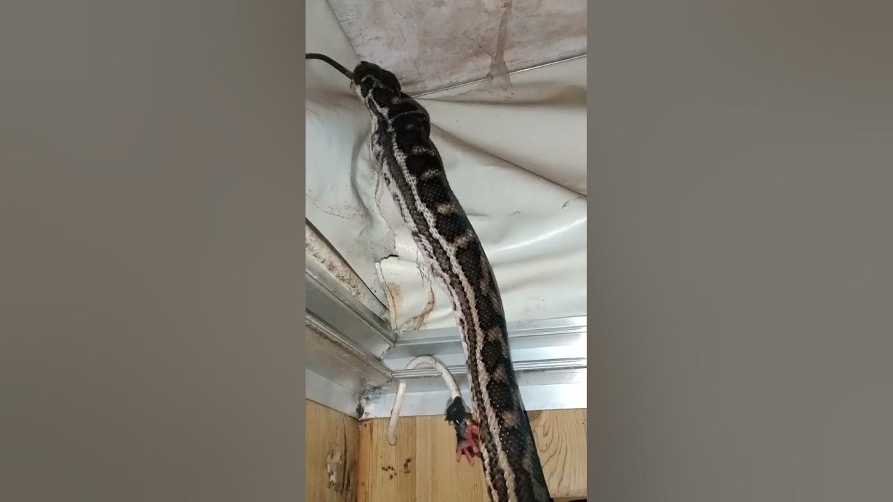 Big mumma Python swallowing a big rat in our Chook Hilton. ️🥰💪 - YouTube