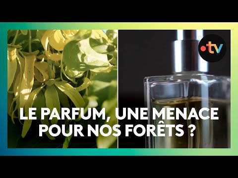 La face cachée de la production de parfums