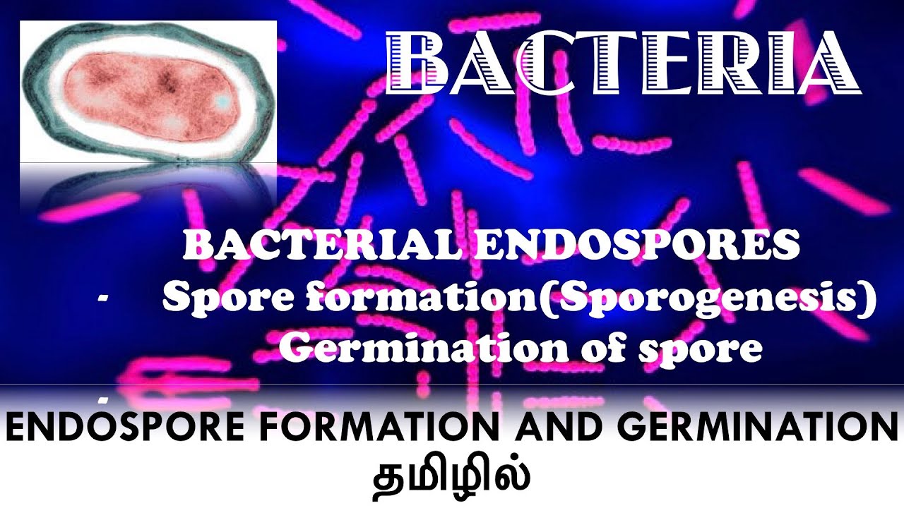 Bacterial endospore formation / Sporulation / Sporogenesis ...
