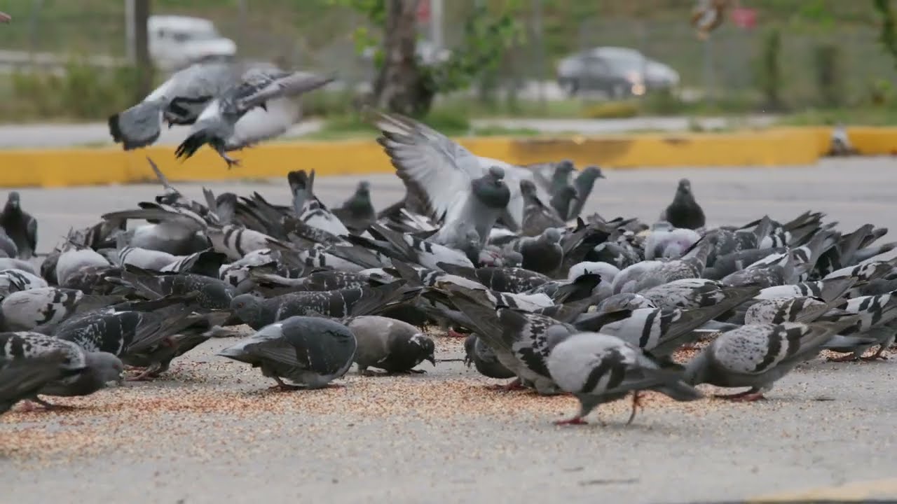 Inner Peace | Indian Classical Music | Meditation | Yoga Music - YouTube