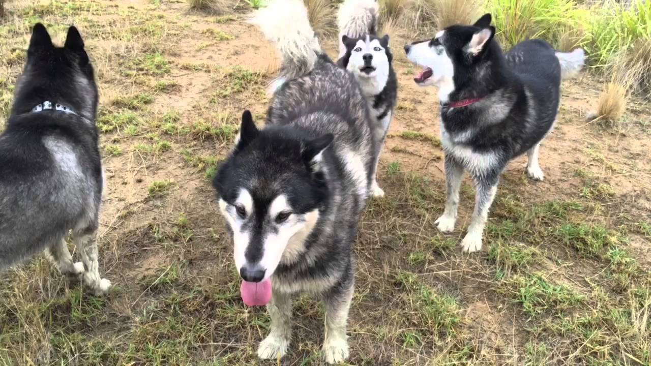 Delta the singing husky - family sing-a-long II ;;; - YouTube