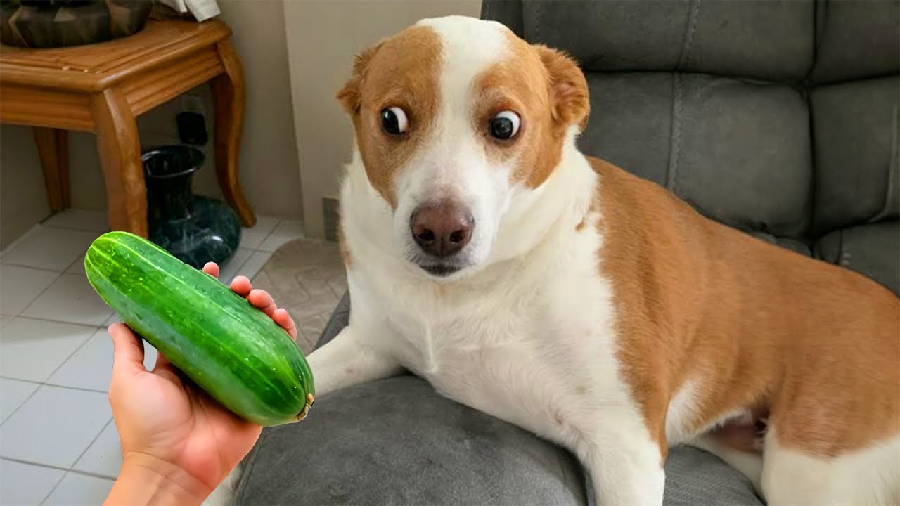 Funny Dogs and Cats Make You Unable To Stop Laughing 😻🐶 Best Of The ...