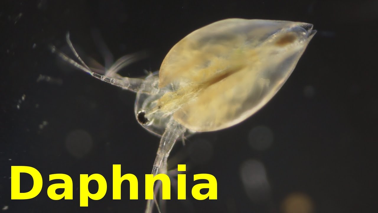 Daphnia - YouTube