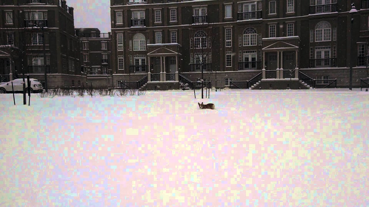 Corgi 2nd time snow-plowing - YouTube