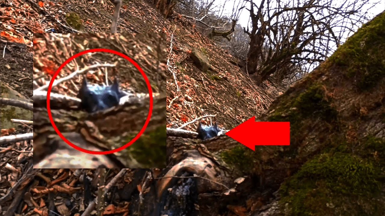 Tourist got lost saw Unknown creature in the forest and filmed on ...
