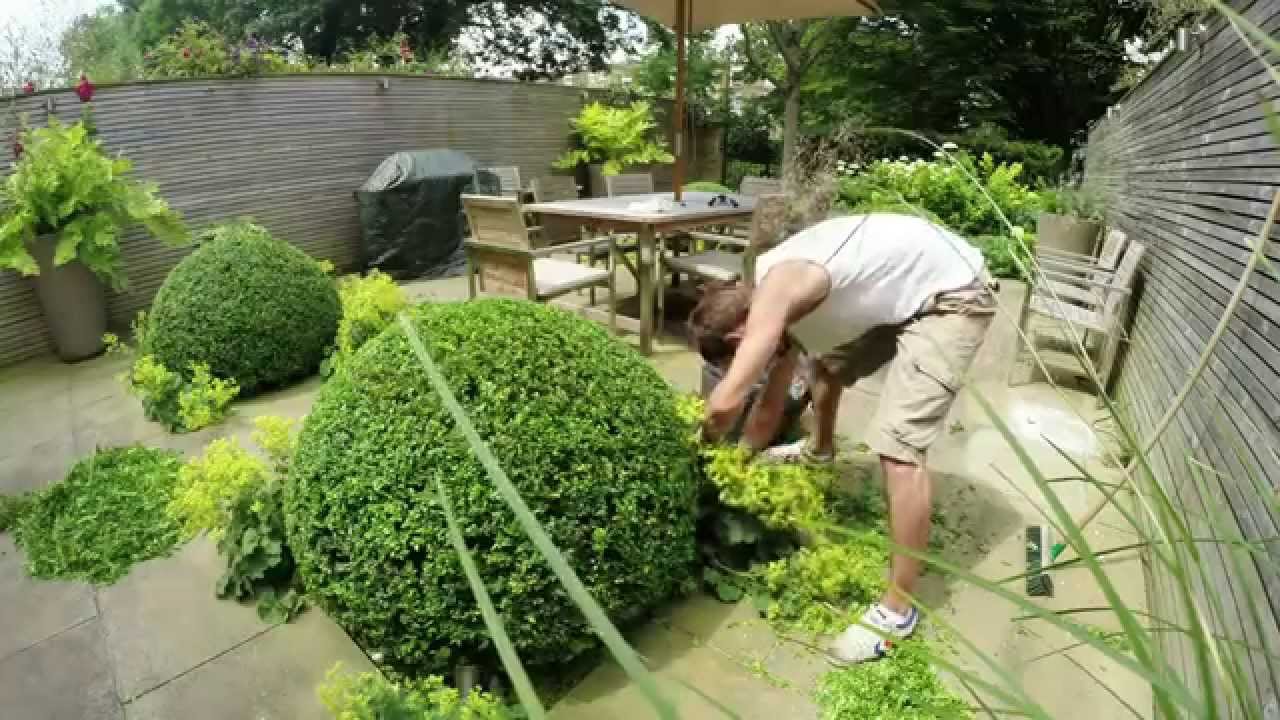 Topiary - (short version) annual shaping of Buxus Sempervirens (box ...