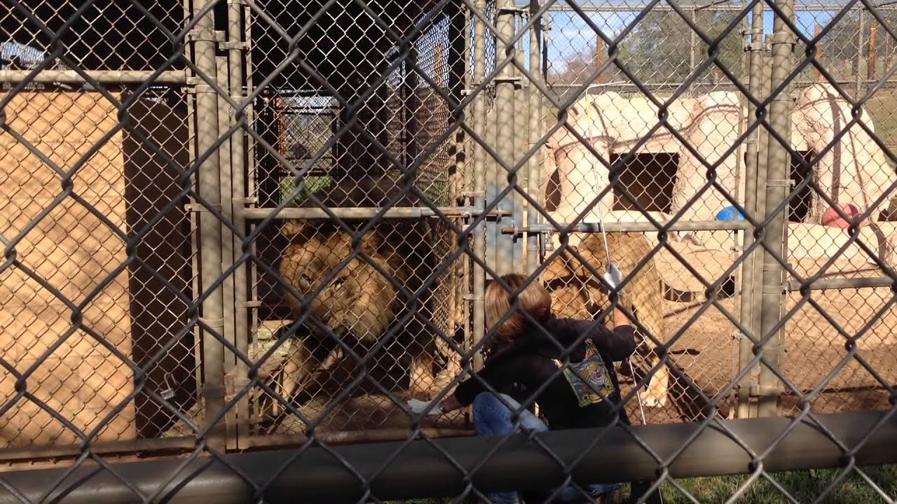 Male lion obeys "sit" command - YouTube