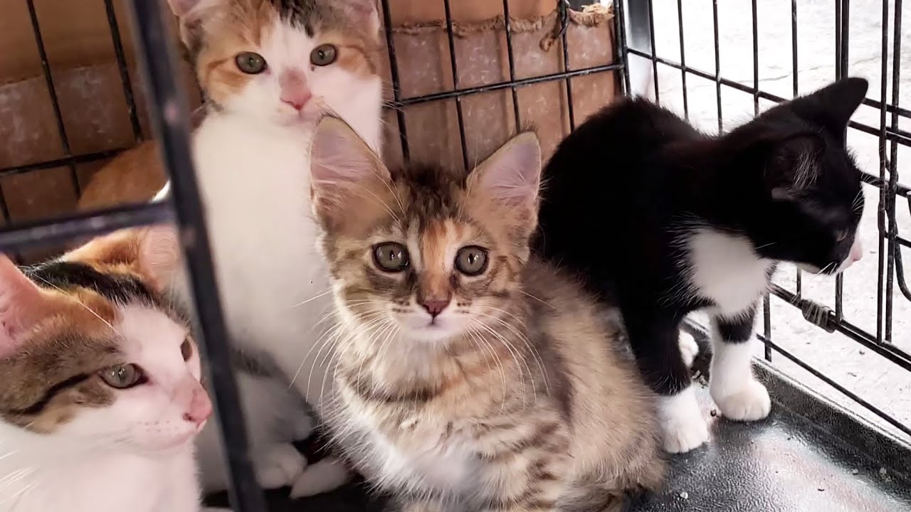 Kittens looking for a home | Pets Mascotas Cats & Dogs I Funny & Lovely ...