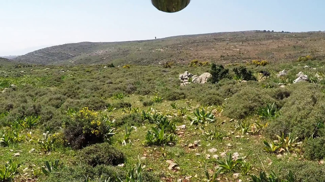 quail hunting in Lebanon nice shot HD (gopro beretta) - YouTube