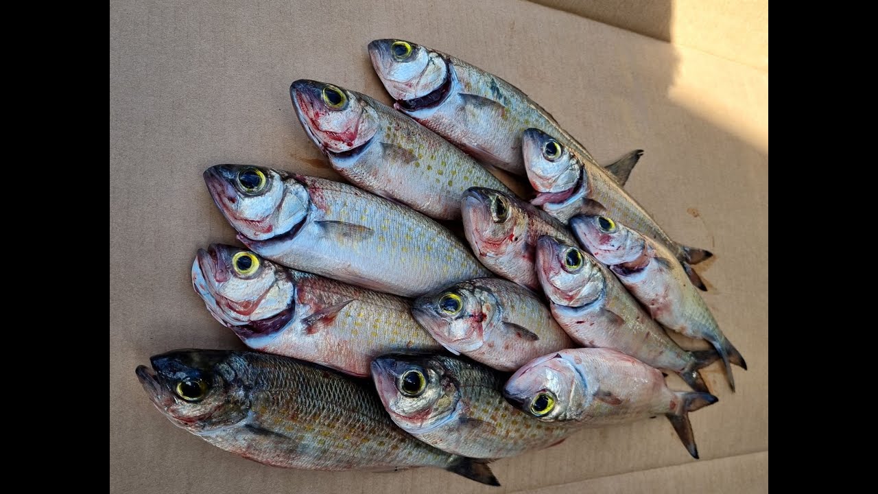 Salting Bait Basic Guide: Herring Caught and Salted - YouTube