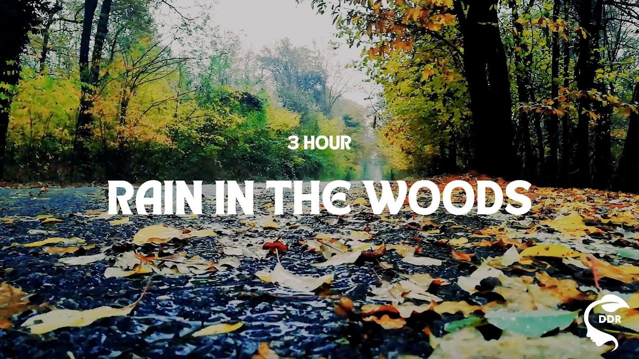 Rain Sounds in The Woods | Relax, Sleep, Study, Fall Asleep, Reduce ...