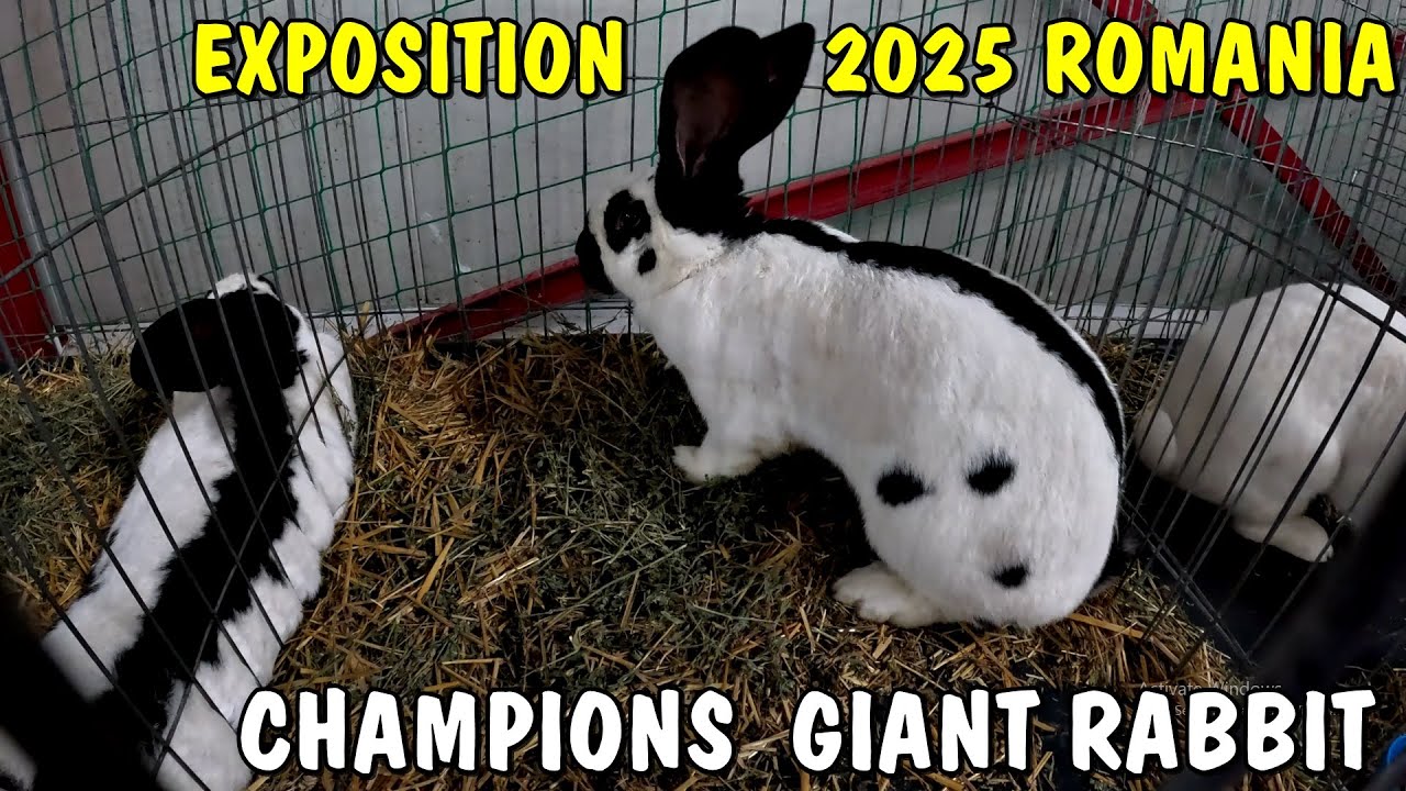 Giant Rabbits exposition in Bucharest Romania 2025 - German rabbit ...