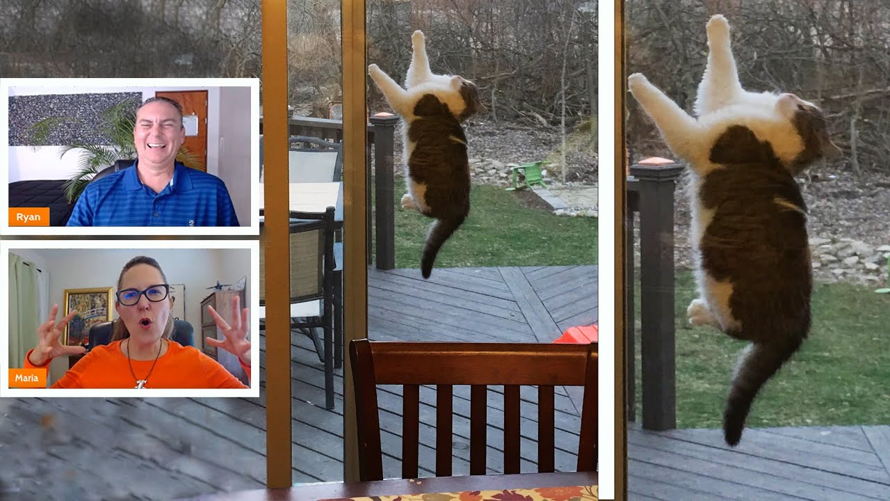 Hilarious Animals Fails - What Were They Thinking? (Wild Chats Podcast ...