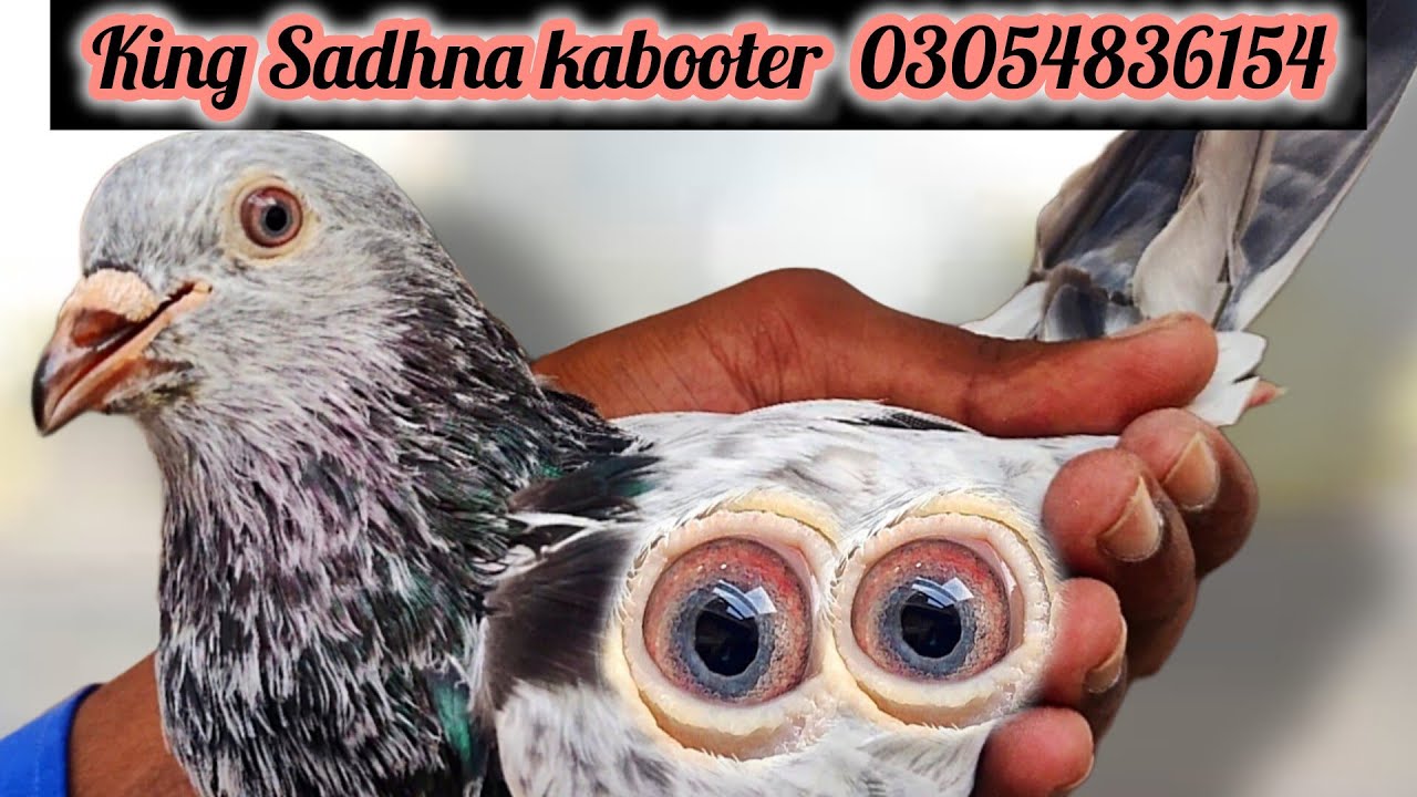 Teddy Kabooter mehar asgher wale || Sadhna kabooter high class kabooter ...