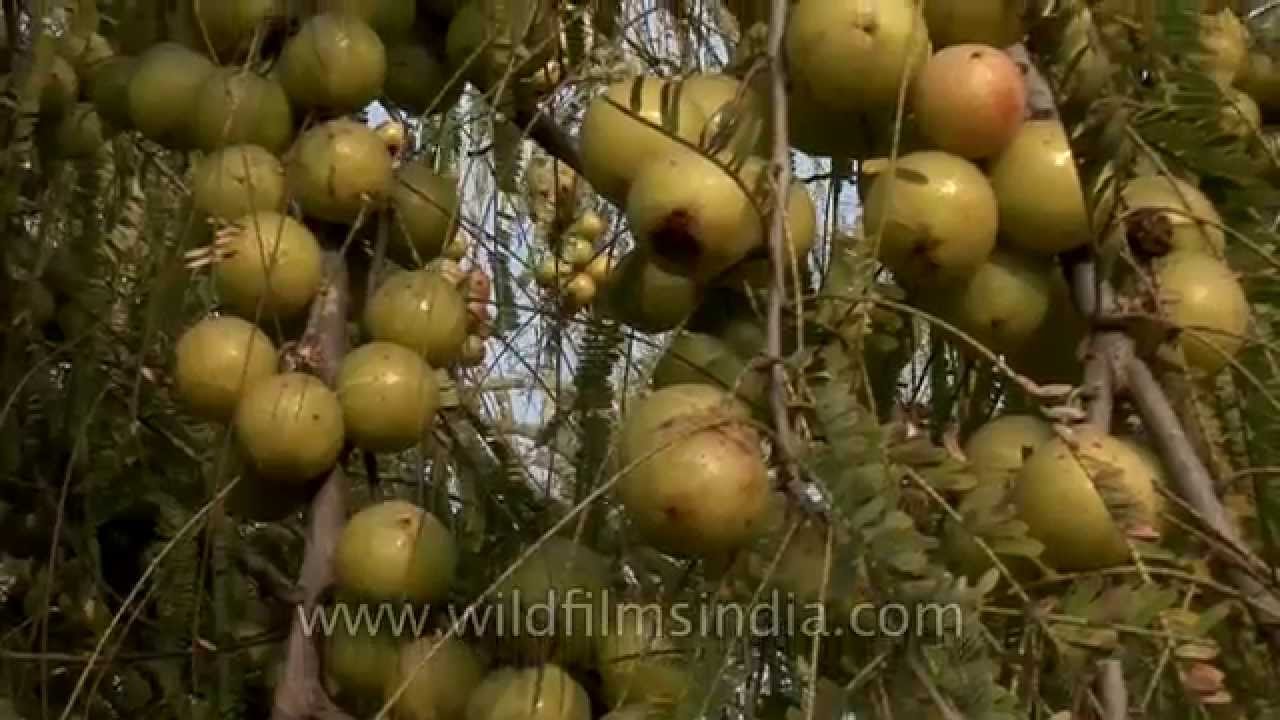 Amla trees in Gurgaon orchard (Phyllanthus emblica) - YouTube
