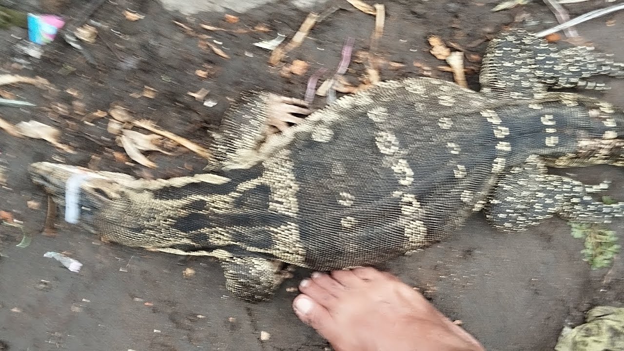 Pengangkatan Monster sungai Ngoro tekok. - YouTube