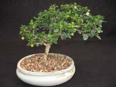 Nashia inaguensis- Moujean Tea - YouTube