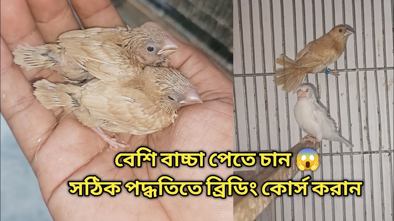 ফিঞ্চ পাখির ব্রিডিং | Finches Bird Breeding Tips | Finches Bird | SK AVIARY & AGRO - YouTube