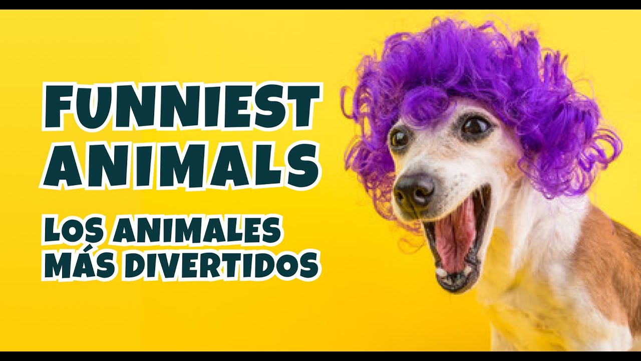 Funniest Animals Compilation #1 | Recopilación de animales más ...