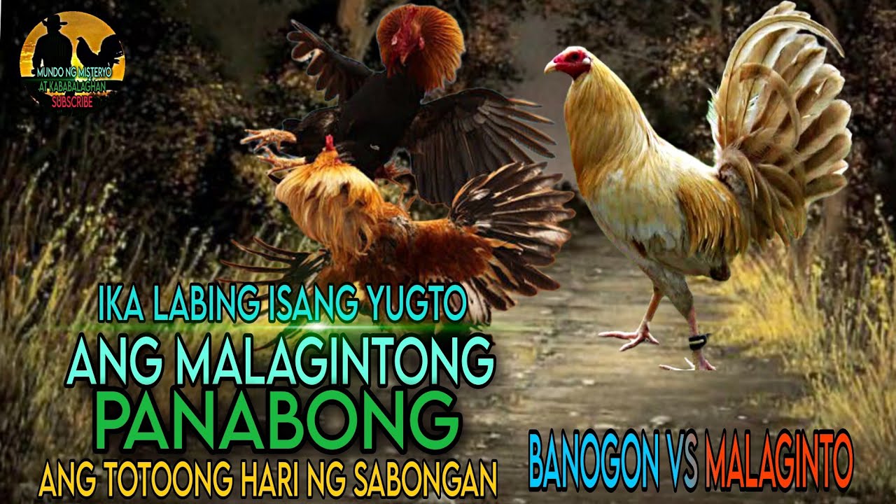 PART 11 EPISODE 1 l ANG MALAGINTONG PANABONG I SABONG l MUTYA l MUNDO ...