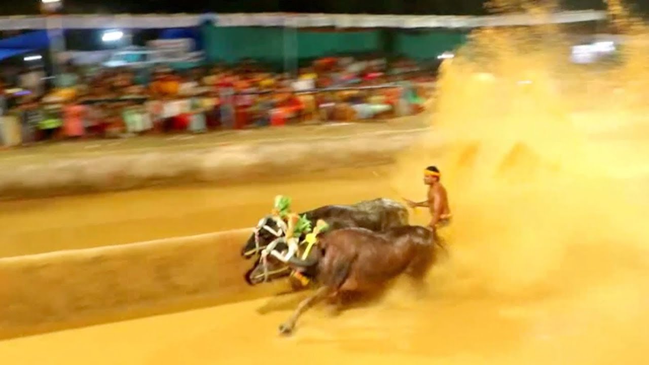India's traditional 'kambala' buffalo race thrills spectators - YouTube