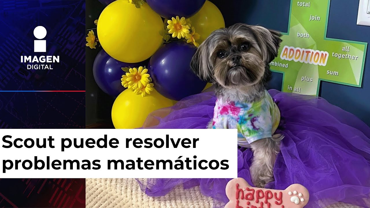 ¡Lomito Einstein! Perro 'genio' resuelve problemas de matemáticas ...