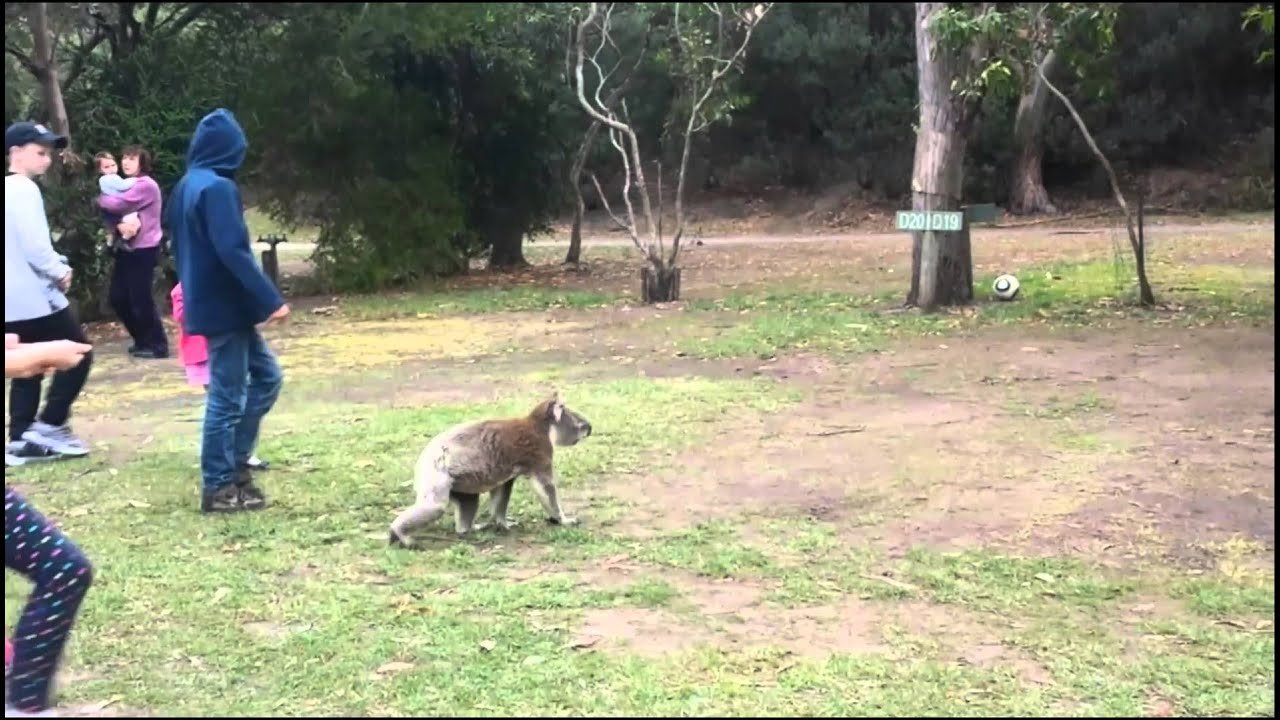 Koala Jumping from Tree to Tree / Can't Get Up - YouTube