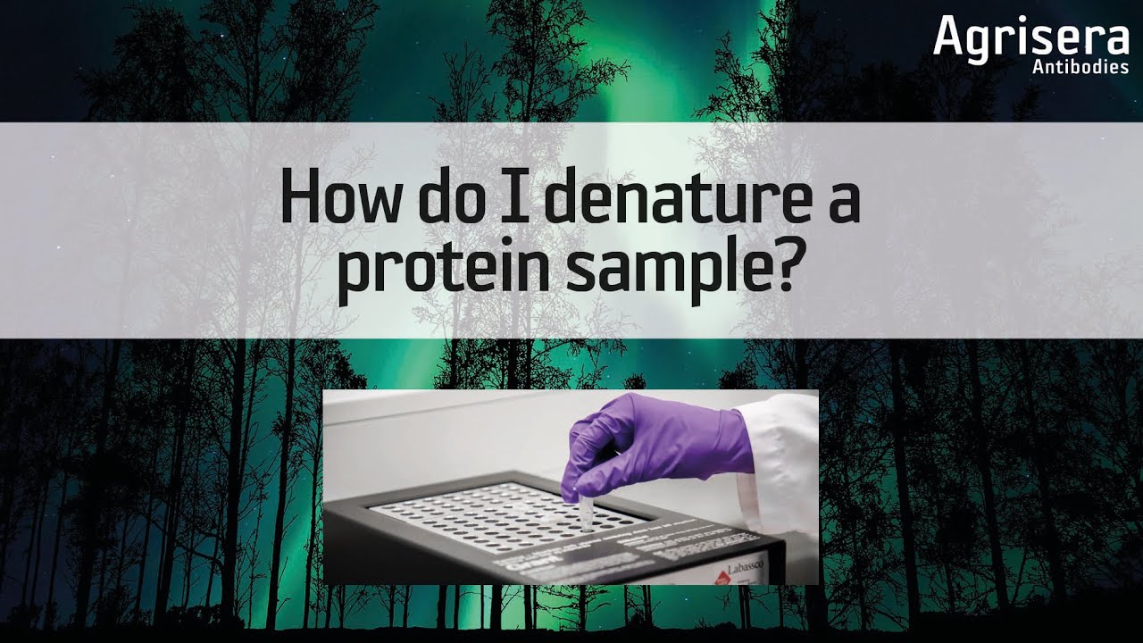 How do I denaturate a protein sample? - YouTube